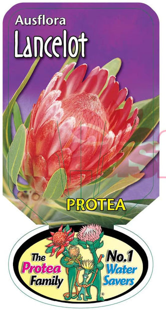 Protea Lancelot 140mm – Great Ocean Road Nursery ABN 61 907 322 965
