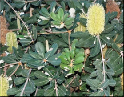 Banksia 'Roller Coaster' STANDARD 70LT – Great Ocean Road Nursery ABN ...