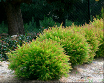 Native Shrubs to 2m – Great Ocean Road Nursery ABN 61907322965