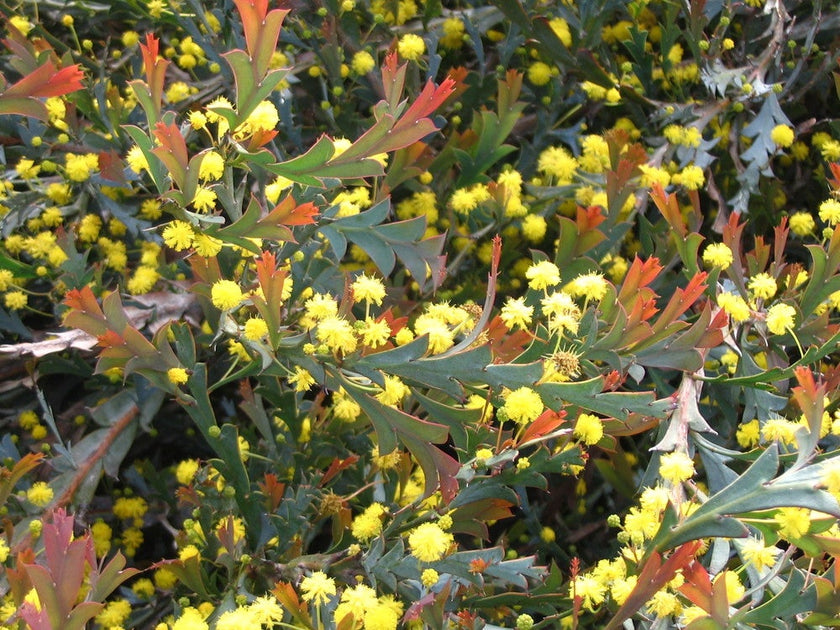 Acacia Glaucoptera 'Clay Wattle' Dwarf 140mm – Great Ocean Road Nursery ...