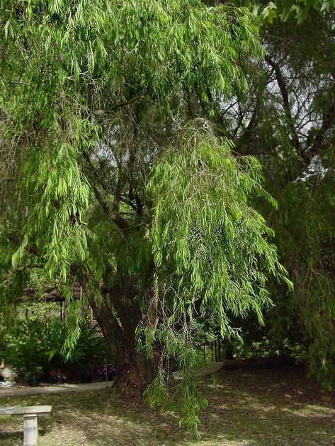 Agonis flexuosa 'Willow Myrtle' 140mm – Great Ocean Road Nursery ABN ...