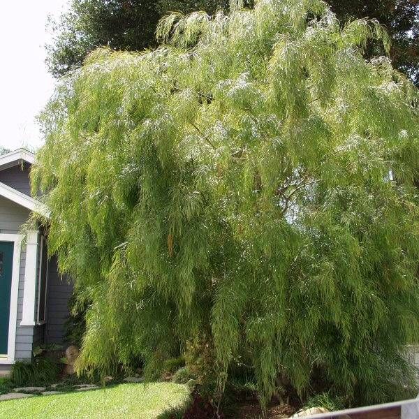 Acacia Cognata 'Bower River Wattle' 250mm – Great Ocean Road Nursery ...