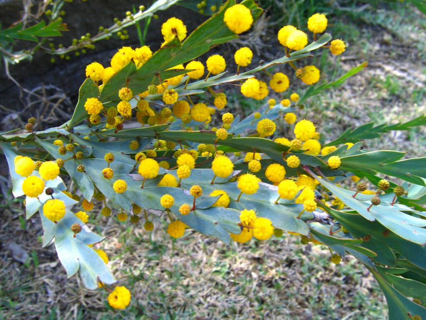 Acacia Glaucoptera 'Clay Wattle' Dwarf 140mm – Great Ocean Road Nursery ...
