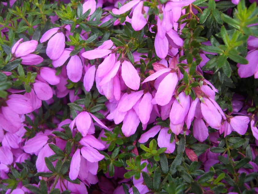 Bauera rubioides 'Candy Stripe' 140mm – Great Ocean Road Nursery ABN 61 ...