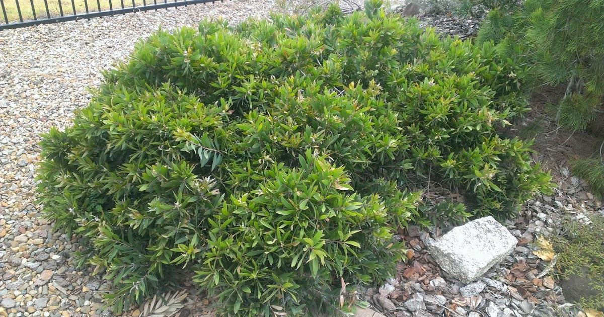 Melaleuca Mini Quini dwarf 140mm – Great Ocean Road Nursery ABN 61 907 ...