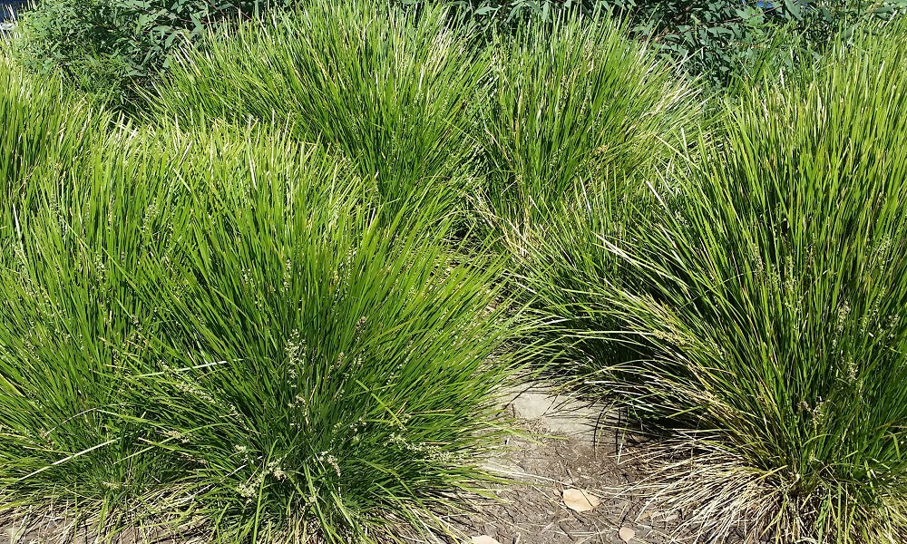 Lomandra 'Lime Tuff' 140mm – Great Ocean Road Nursery ABN 61 907 322 965