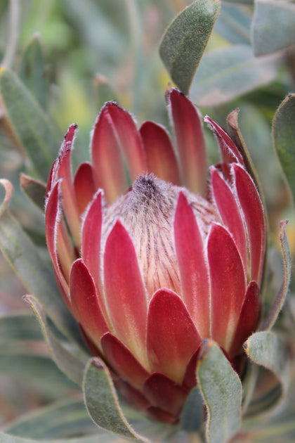 Protea 'Pandora' 200mm – Great Ocean Road Nursery ABN 61 907 322 965