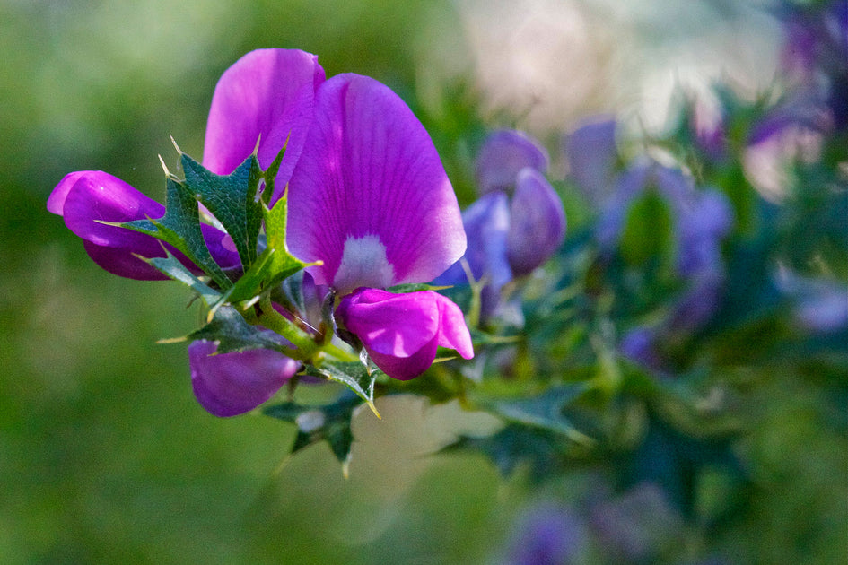 Mirbelia Dilatata Prickly 140mm – Great Ocean Road Nursery ABN 61907322965