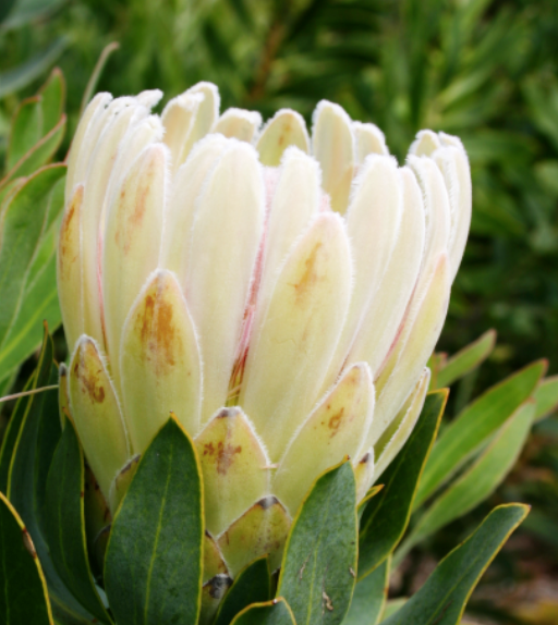 Protea Donna 140mm – Great Ocean Road Nursery ABN 61 907 322 965