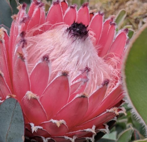 Protea Queen 140mm – Great Ocean Road Nursery ABN 61 907 322 965