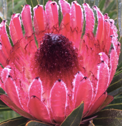 Protea Juliet 140mm – Great Ocean Road Nursery ABN 61 907 322 965