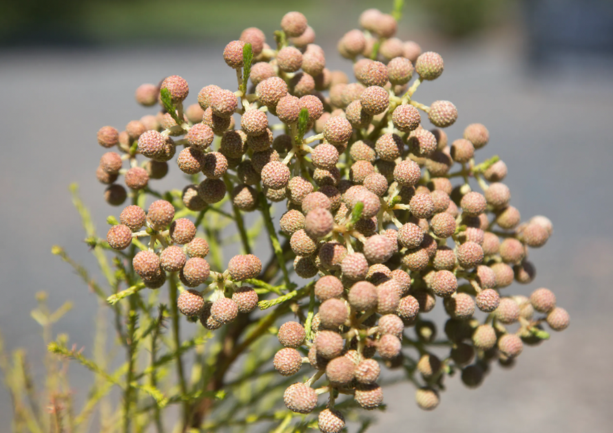 Berzelia Rubra 140mm – Great Ocean Road Nursery ABN 61 907 322 965