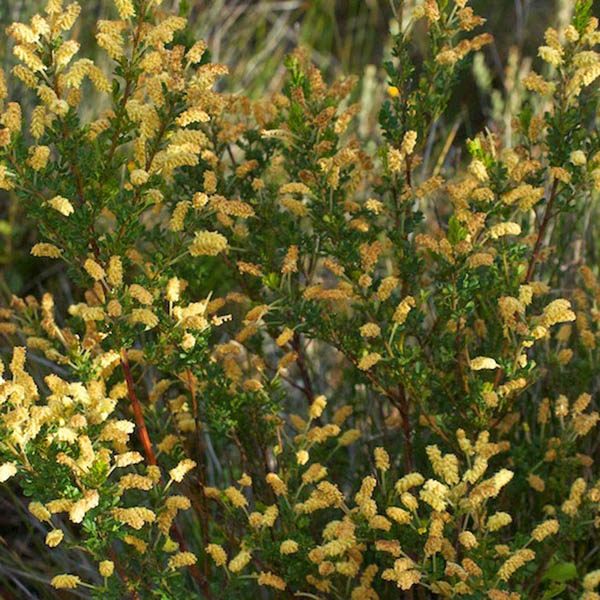 Native Shrubs to 2m – Great Ocean Road Nursery ABN 61 907 322 965