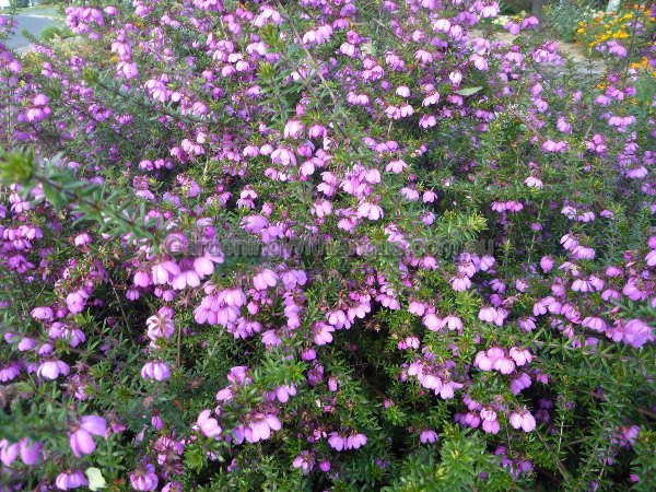 Bauera 'Double Pink Form' 200mm – Great Ocean Road Nursery ABN 61 907 ...