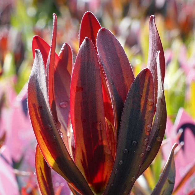 Leucadendron 'Burgundy Blaze' 140mm – Great Ocean Road Nursery ABN 61 ...