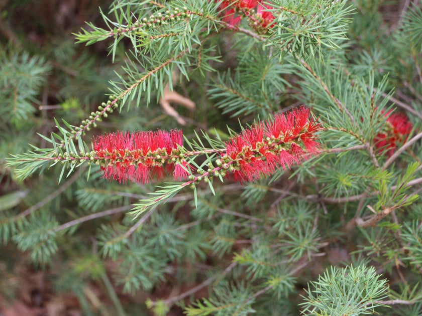 Callistemon 'Brogo Overflow' 200mm – Great Ocean Road Nursery ABN 61 ...