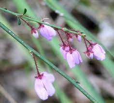 Tetratheca Ciliata 'Spring Cheer' 140mm – Great Ocean Road Nursery ABN ...
