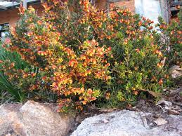 Grevillea alpina 'Fire Cracker' 140mm – Great Ocean Road Nursery ABN 61 ...
