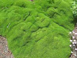 Scleranthus Biflorus 'Lime Lava' 140mm – Great Ocean Road Nursery ABN ...