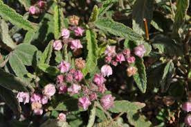 Rulingia magniflora 140mm – Great Ocean Road Nursery ABN 61 907 322 965