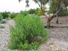 Myoporum insulare red rocks 200mm – Great Ocean Road Nursery ABN 61 907 ...
