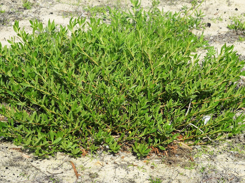 Myoporum insulare red rocks 200mm – Great Ocean Road Nursery ABN 61 907 ...