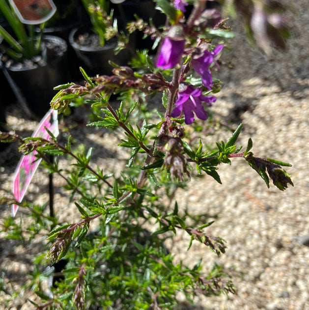 Prostanthera Crocodile Mint 200mm – Great Ocean Road Nursery ABN 61 907 ...