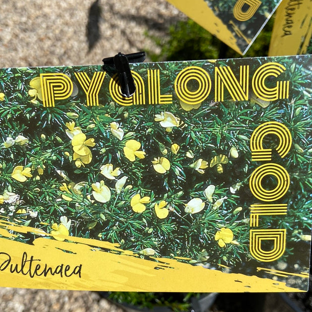 Pultenaea Pyalong Gold 140mm – Great Ocean Road Nursery ABN 61 907 322 965