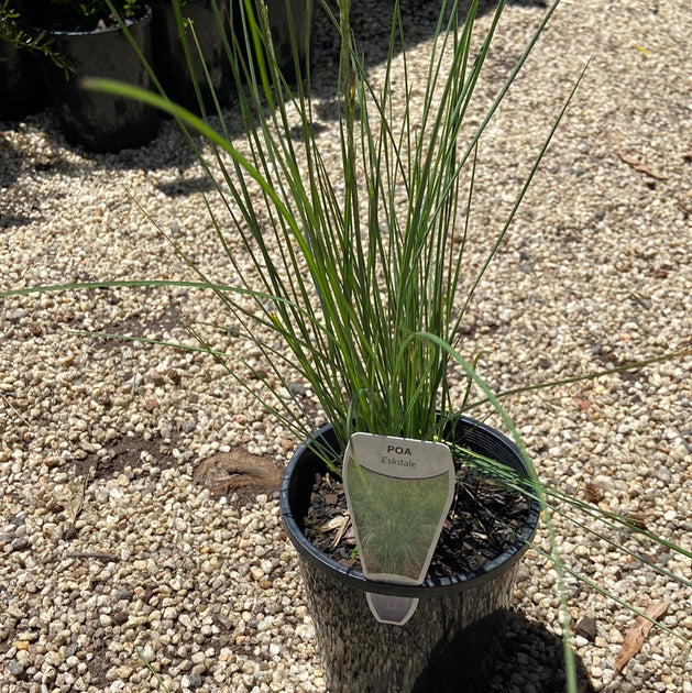Poa Labillardieri Eskdale 140mm – Great Ocean Road Nursery ABN 61 907 ...