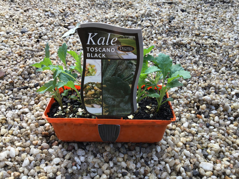 Kale ‘Toscano Black’ - Purtill – Great Ocean Road Nursery ABN 61 907 ...