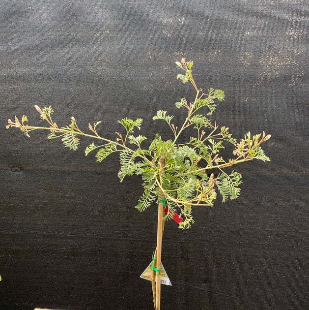 Grevillea 'Droopy Drawers' Standard 300mm – Great Ocean Road Nursery ...