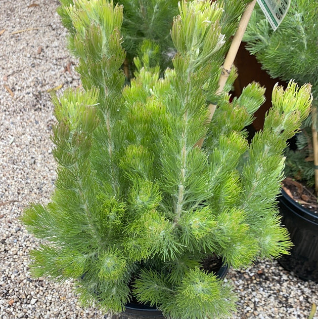 Adenanthos Sericeus 200mm – Great Ocean Road Nursery ABN 61 907 322 965