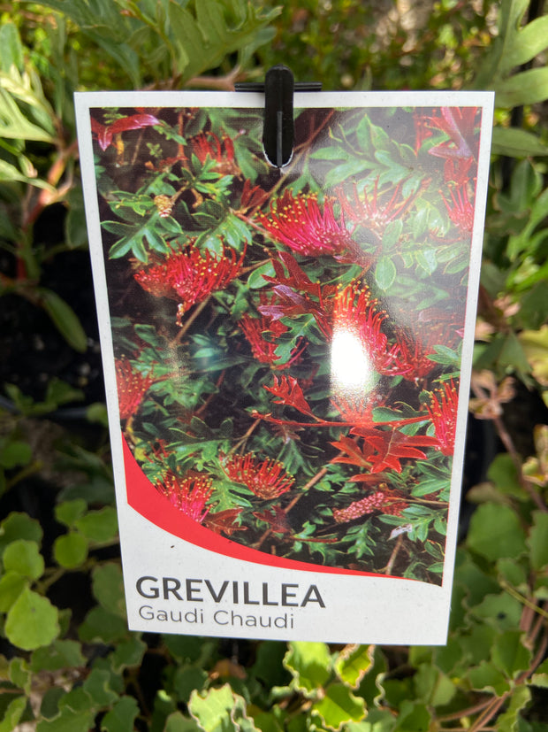 Native Ground covers – Great Ocean Road Nursery ABN 61 907 322 965