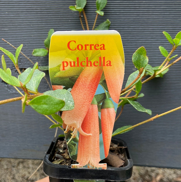 Correa pulchella 70mm – Great Ocean Road Nursery ABN 61 907 322 965