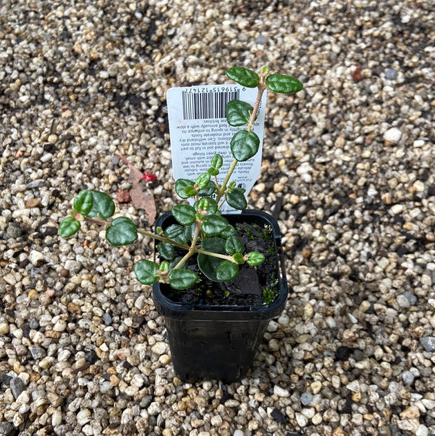 Correa reflexa hybrid Redex 70mm Tube – Great Ocean Road Nursery ABN 61 ...