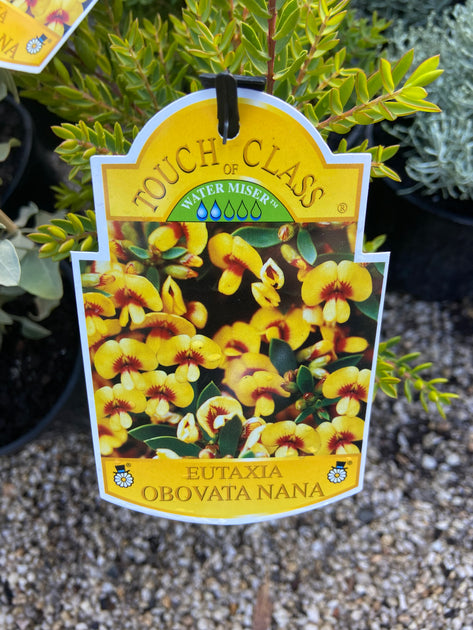 Eutaxia obovata nana 140mm – Great Ocean Road Nursery ABN 61 907 322 965