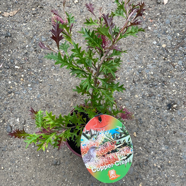 Grevillea copper crest 140mm – Great Ocean Road Nursery ABN 61 907 322 965