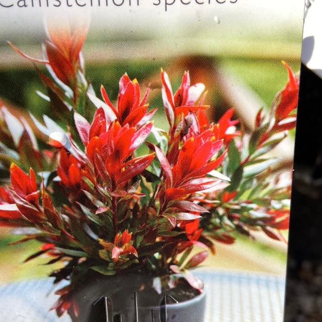 Callistemon Red Rocket 140mm – Great Ocean Road Nursery ABN 61 907 322 965