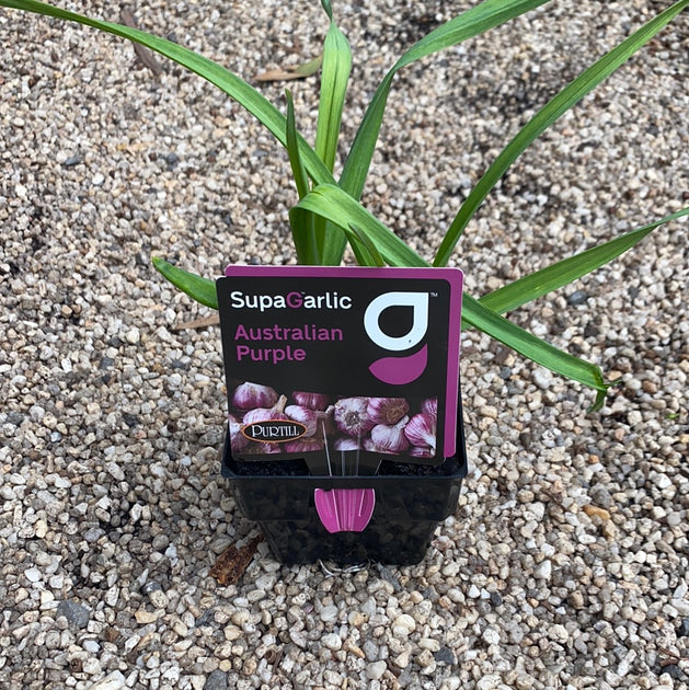 Garlic ‘Australian Purple’ - Purtill maxi – Great Ocean Road Nursery ...
