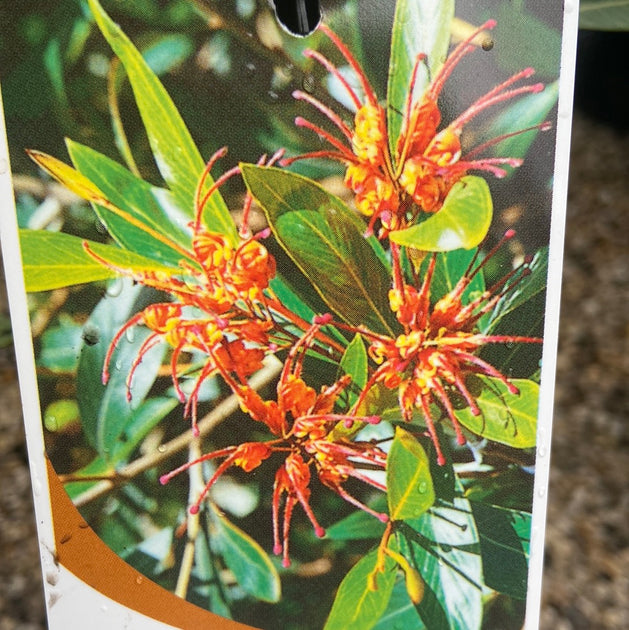 Grevillea Orange Marmalade 140mm – Great Ocean Road Nursery ABN 61 907 ...