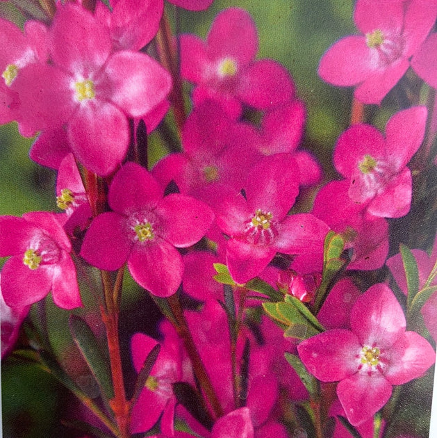 Boronia Mallee Super Dooper 140mm – Great Ocean Road Nursery ABN 61 907 ...