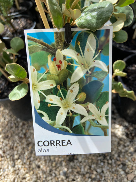 Correa Alba 90mm SQ.Pot – Great Ocean Road Nursery ABN 61 907 322 965