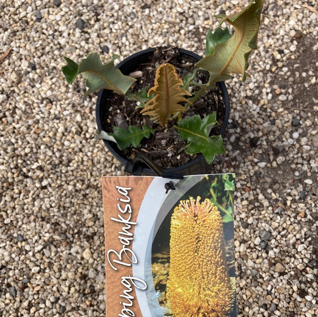 Banksia repens 'Creeping Banksia' 140 mm – Great Ocean Road Nursery ABN ...