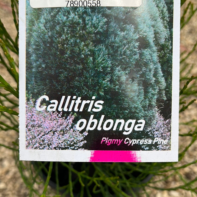 Callitris oblonga 140mm – Great Ocean Road Nursery ABN 61 907 322 965