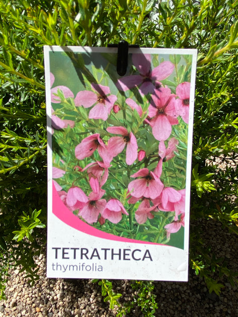 Tetratheca Thymifolia 200mm – Great Ocean Road Nursery ABN 61 907 322 965
