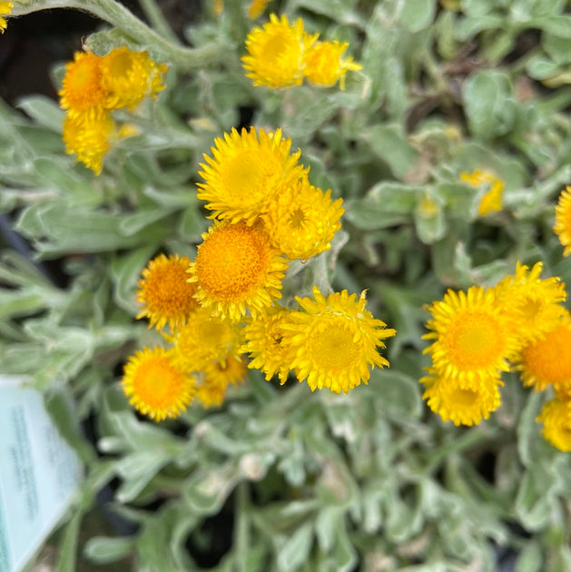 Chrysocephalum apiculatum 140mm – Great Ocean Road Nursery ABN 61 907 ...