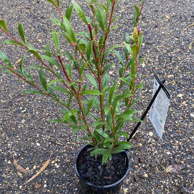 Acmena 'Pencil Red' 140mm – Great Ocean Road Nursery ABN 61 907 322 965
