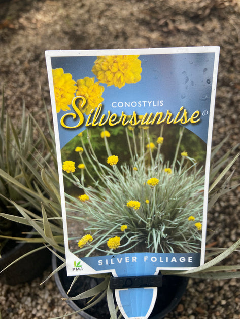 Conostylis Candicans 'Silver Sunrise' 140mm – Great Ocean Road Nursery ...