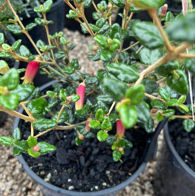 Correa reflexa hybrid Redex 140mm – Great Ocean Road Nursery ABN 61 907 ...