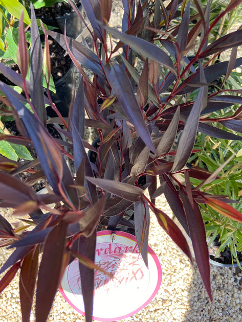 Agonis Afterdark 140mm – Great Ocean Road Nursery ABN 61 907 322 965